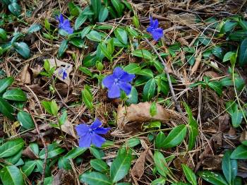 lesser periwinkle
